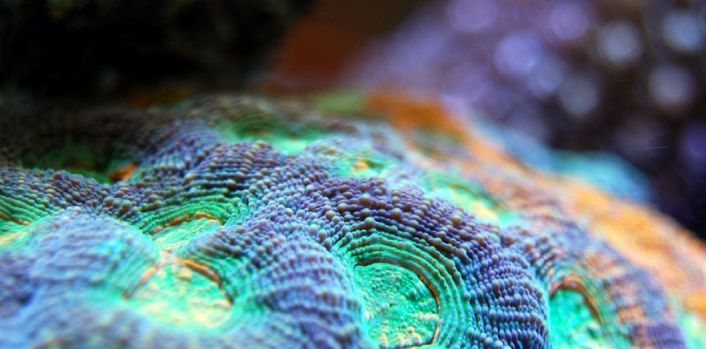 Science Without Borders Challenge 2021, USA