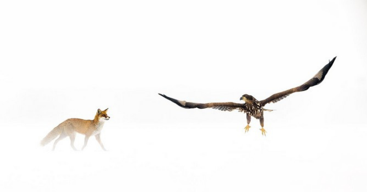 Wildlife Photo Contest 2021